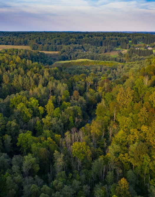 Ecosystem Services for Businesses | Forest Stewardship Council Ecosystem Services for Businesses | Forest Stewardship Council